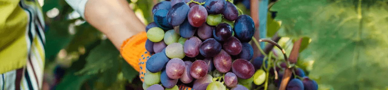 Testing & Inspection Services for Grapes | TÜV SÜD in India